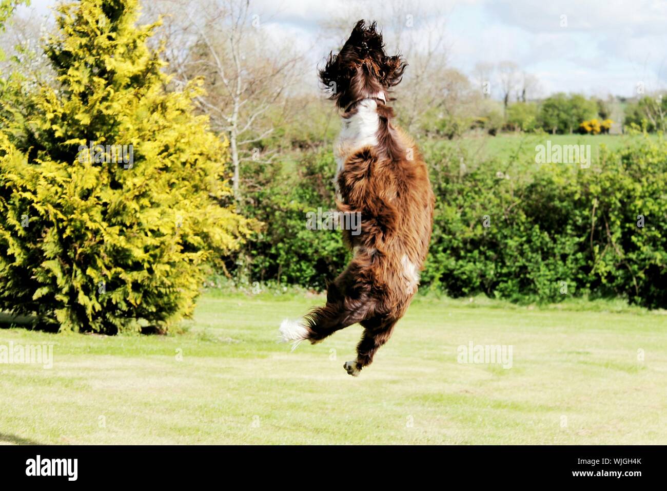 Dog jumping park hi-res stock photography and images - Alamy