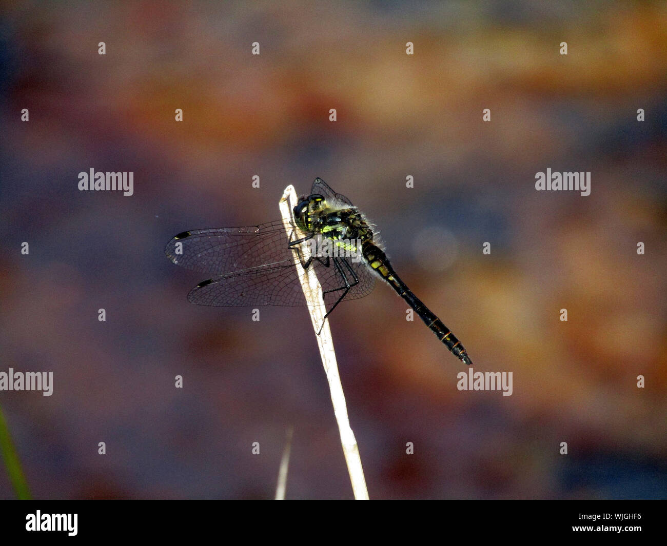 Black Darter Dragonfly (Sympetrum danae) at RSPB Arne Stock Photo - Alamy