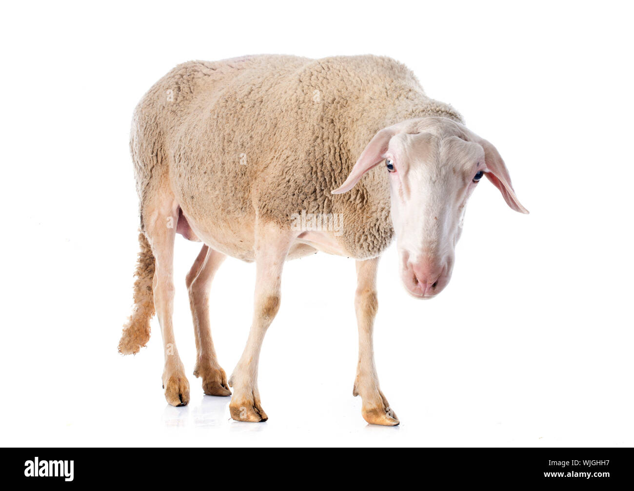 adult ewe in front of white background Stock Photo - Alamy