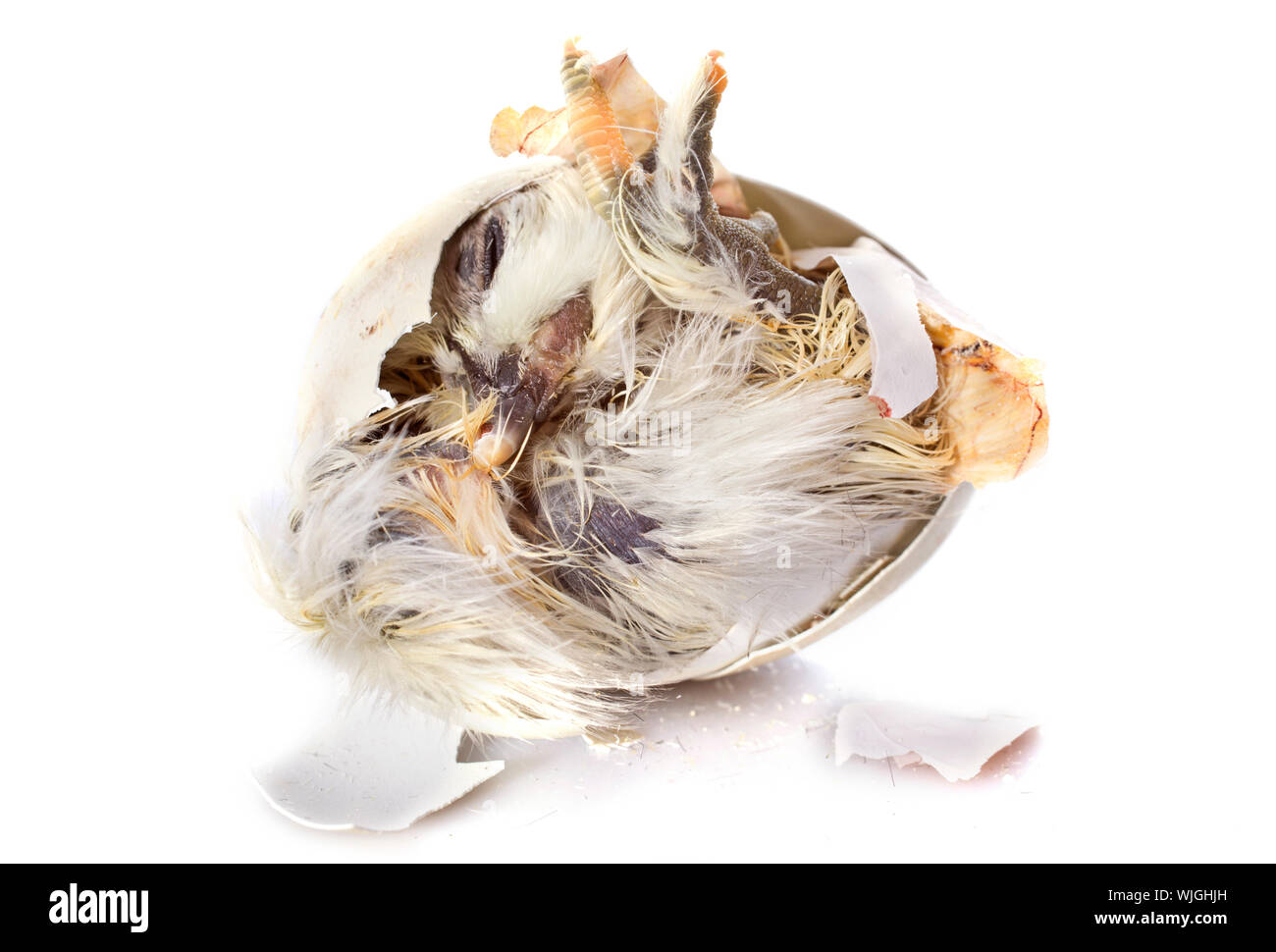 hatching of a chick in front of white background Stock Photo - Alamy