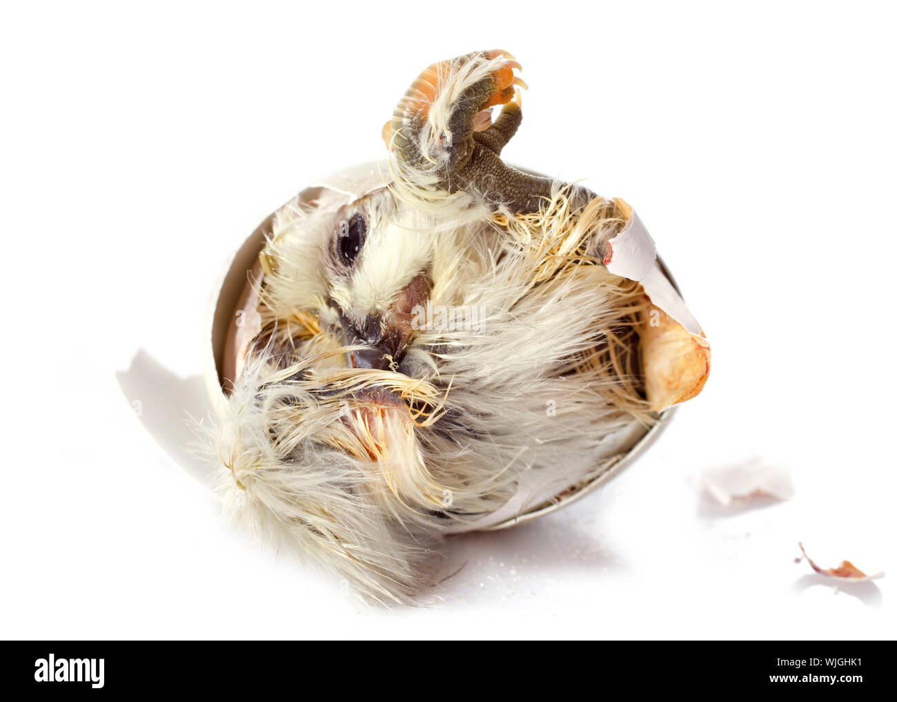 hatching of a chick in front of white background Stock Photo - Alamy