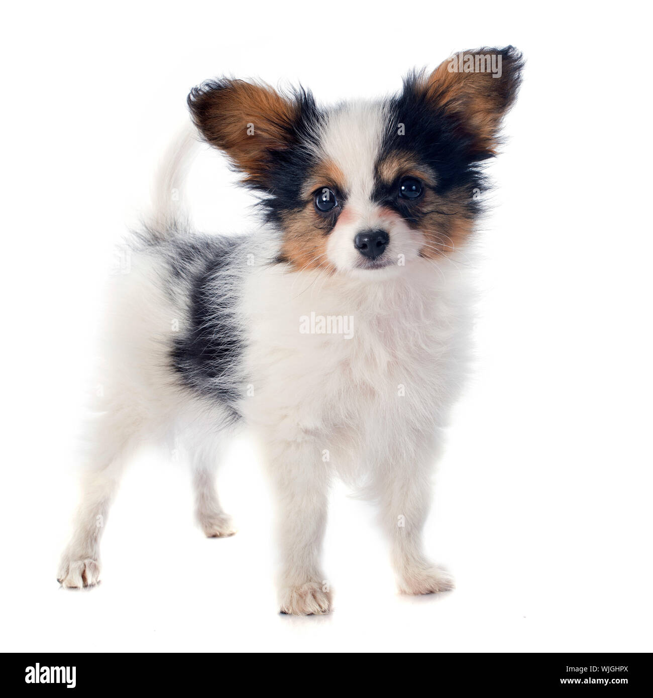 Tricolor papillon hi-res stock photography and images - Alamy