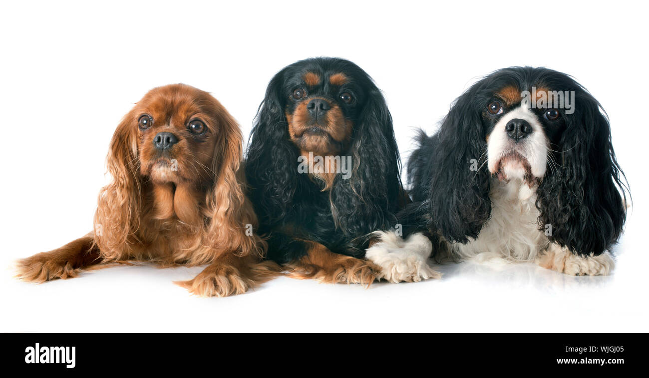 cavalier king charles in front of white background Stock Photo - Alamy