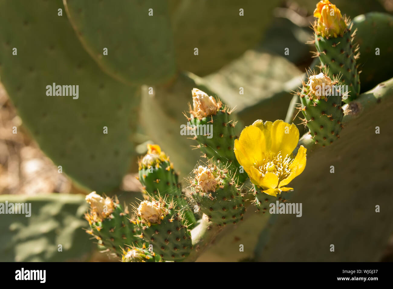 Beautiful flower of Prickly Pear in spring, fichi d'india are a typical ...