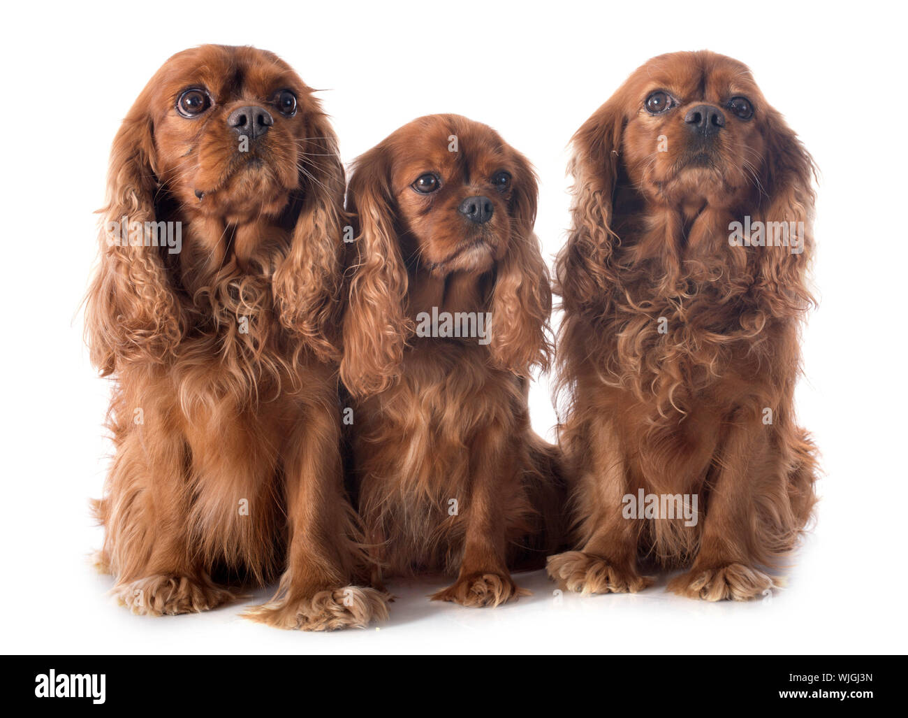 cavalier king charles in front of white background Stock Photo - Alamy