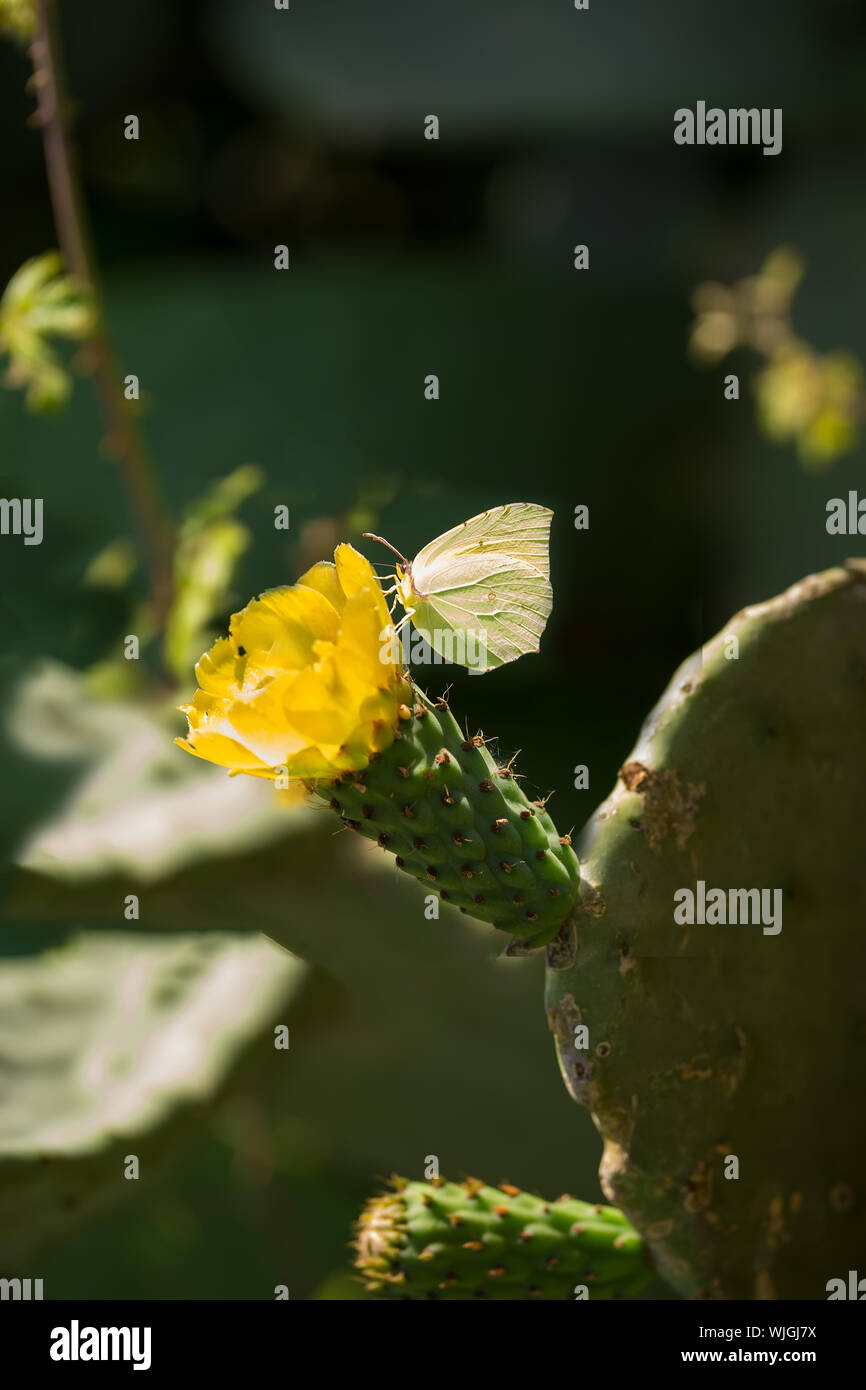 Butterfly on the beautiful flower of Prickly Pear in spring, fichi d ...