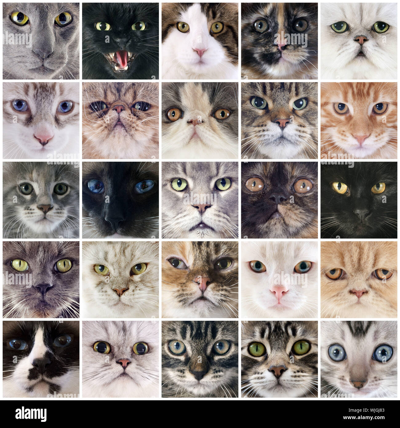 group of cats in a composite picture Stock Photo - Alamy
