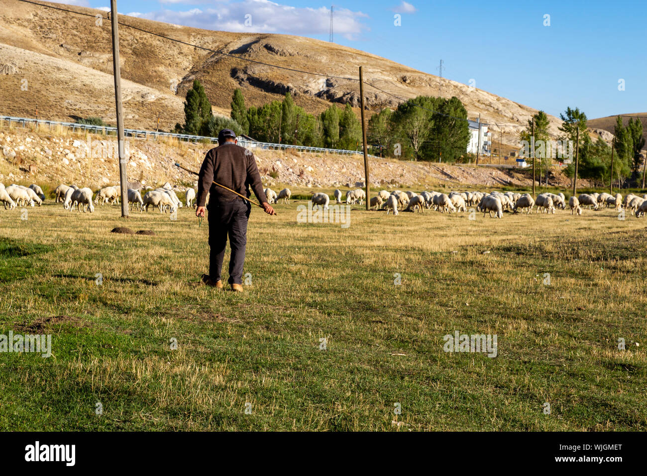 Shepherd with his sheep on pasture Stock Photo - Alamy