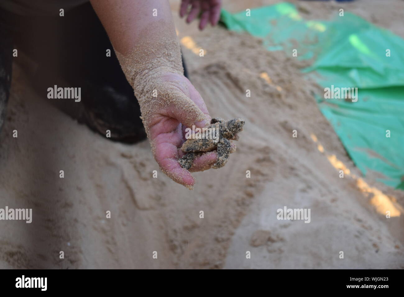 Person holding turtle hi-res stock photography and images - Alamy