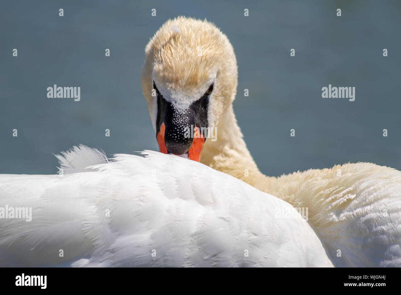 Swan eye hi-res stock photography and images - Alamy