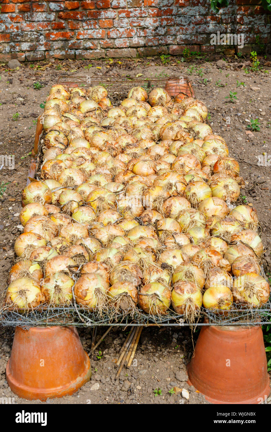 Onions on a tray of wire mesh drying in the open Stock Photo - Alamy