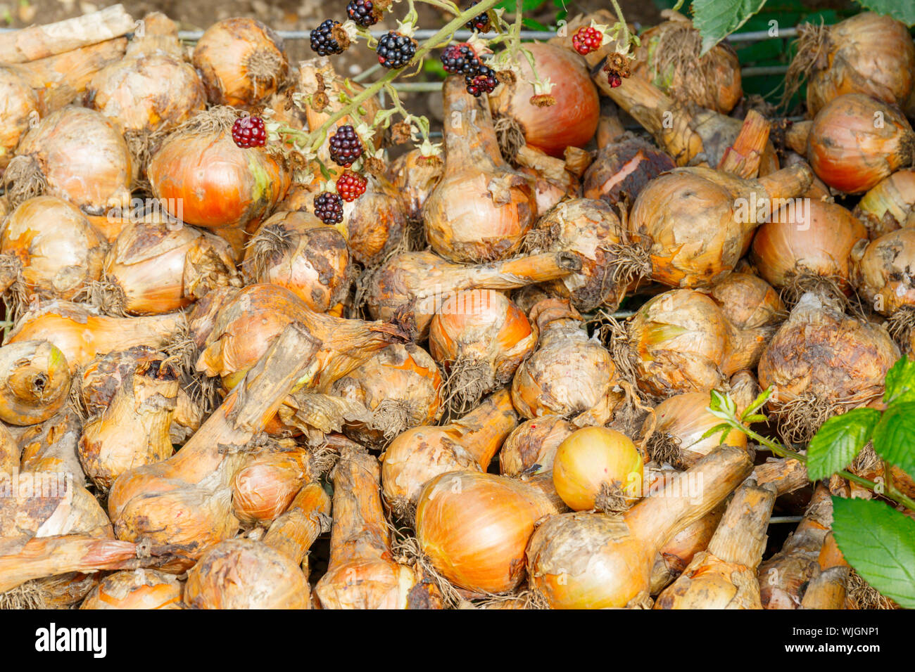 Onions on a tray of wire mesh drying in the open Stock Photo - Alamy