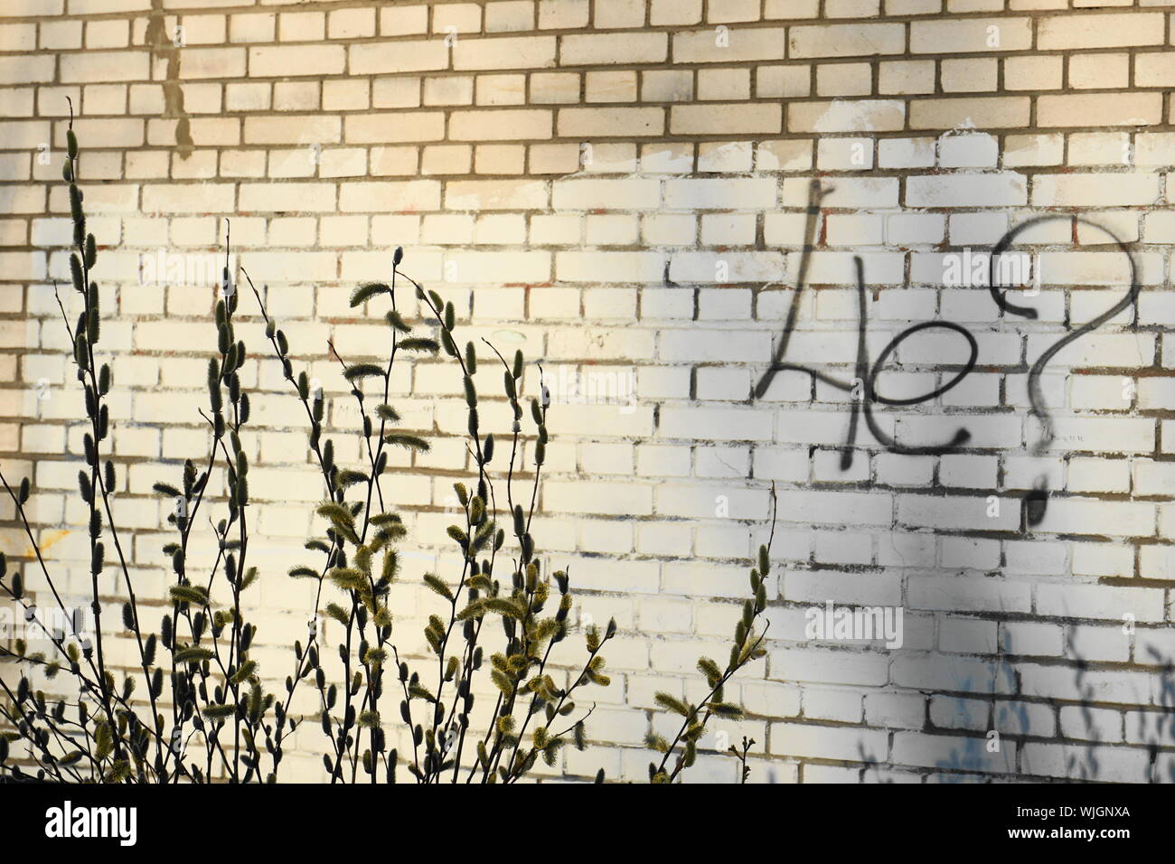 Wall Graffiti Street Art Plants High Resolution Stock Photography and ...