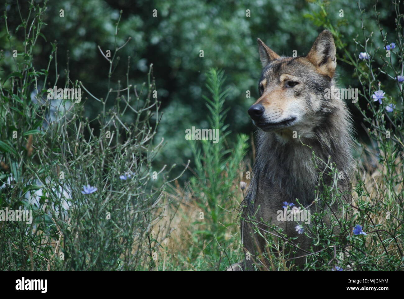 Wolf looking away hi-res stock photography and images - Alamy