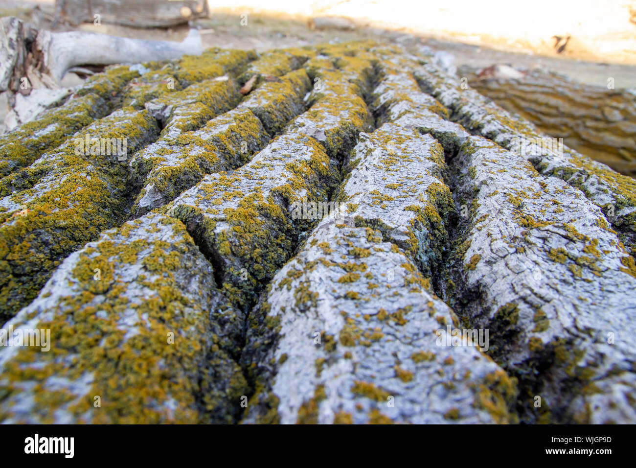 Creative tree hi-res stock photography and images - Alamy