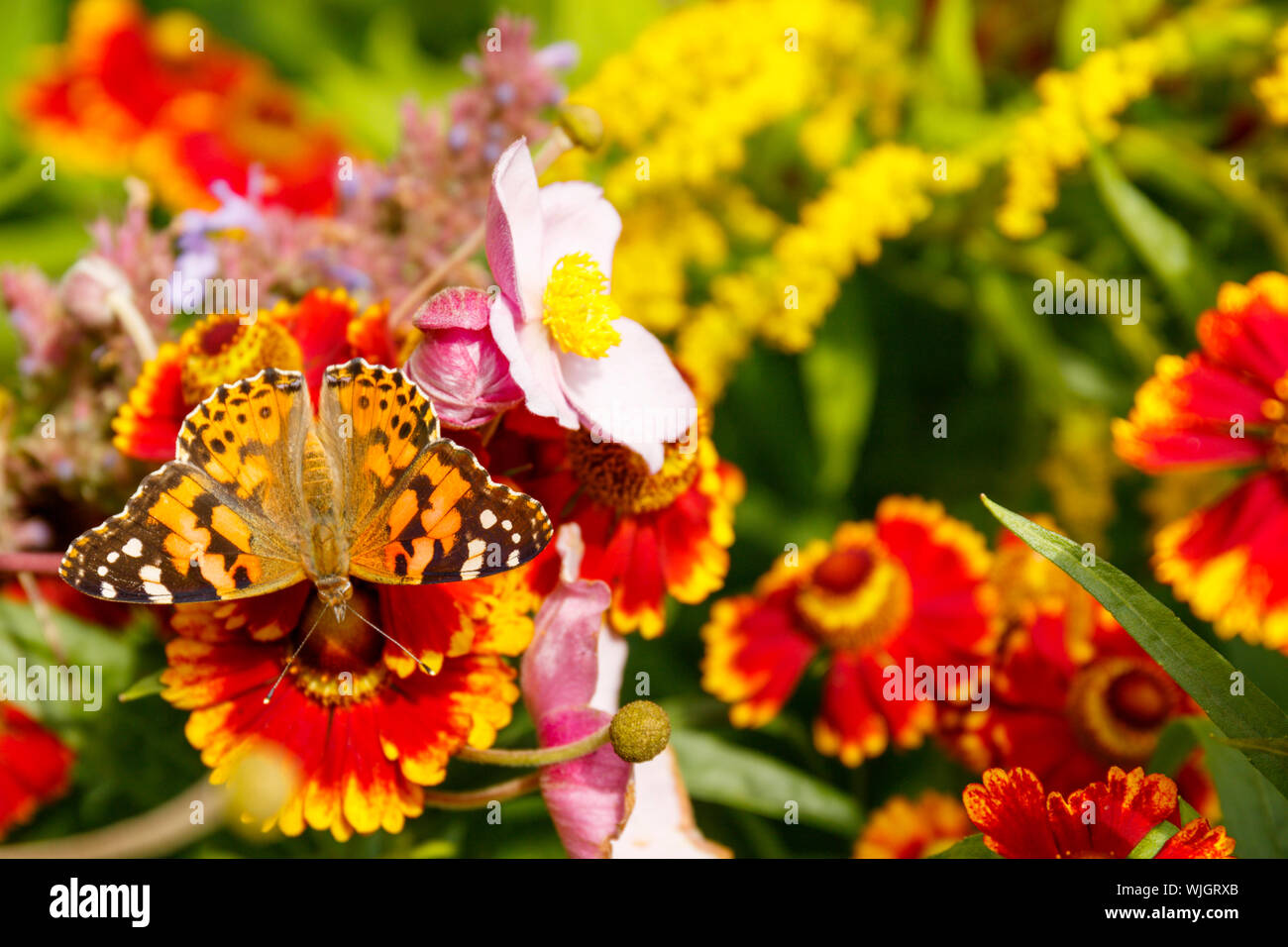 Butterfly from above hi-res stock photography and images - Alamy