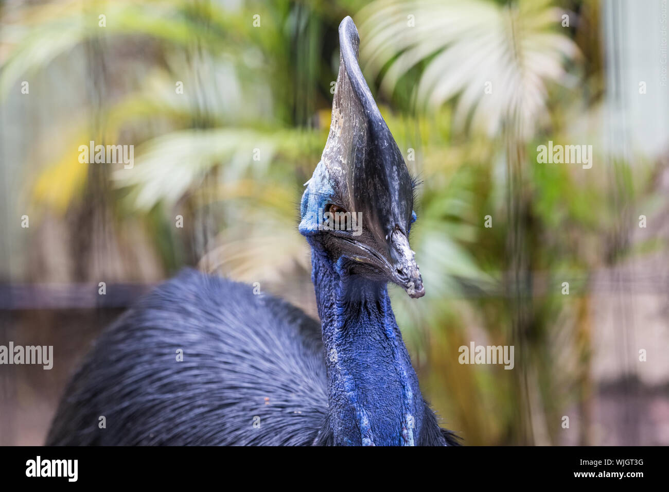 Cassowary crest hi-res stock photography and images - Alamy