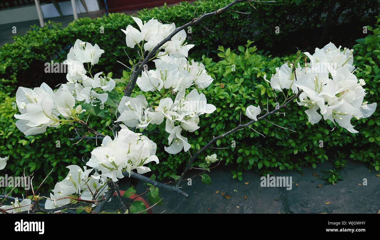 Bougainvillea hedge hi-res stock photography and images - Alamy Bougainvillea hedge hi-res stock photography and images - Alamy