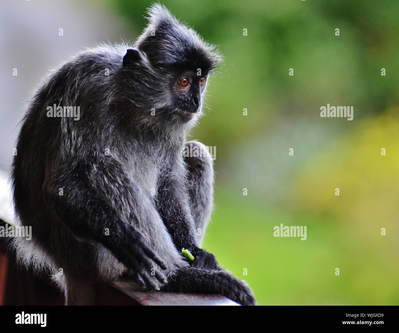 Silvery lutung hi-res stock photography and images - Alamy