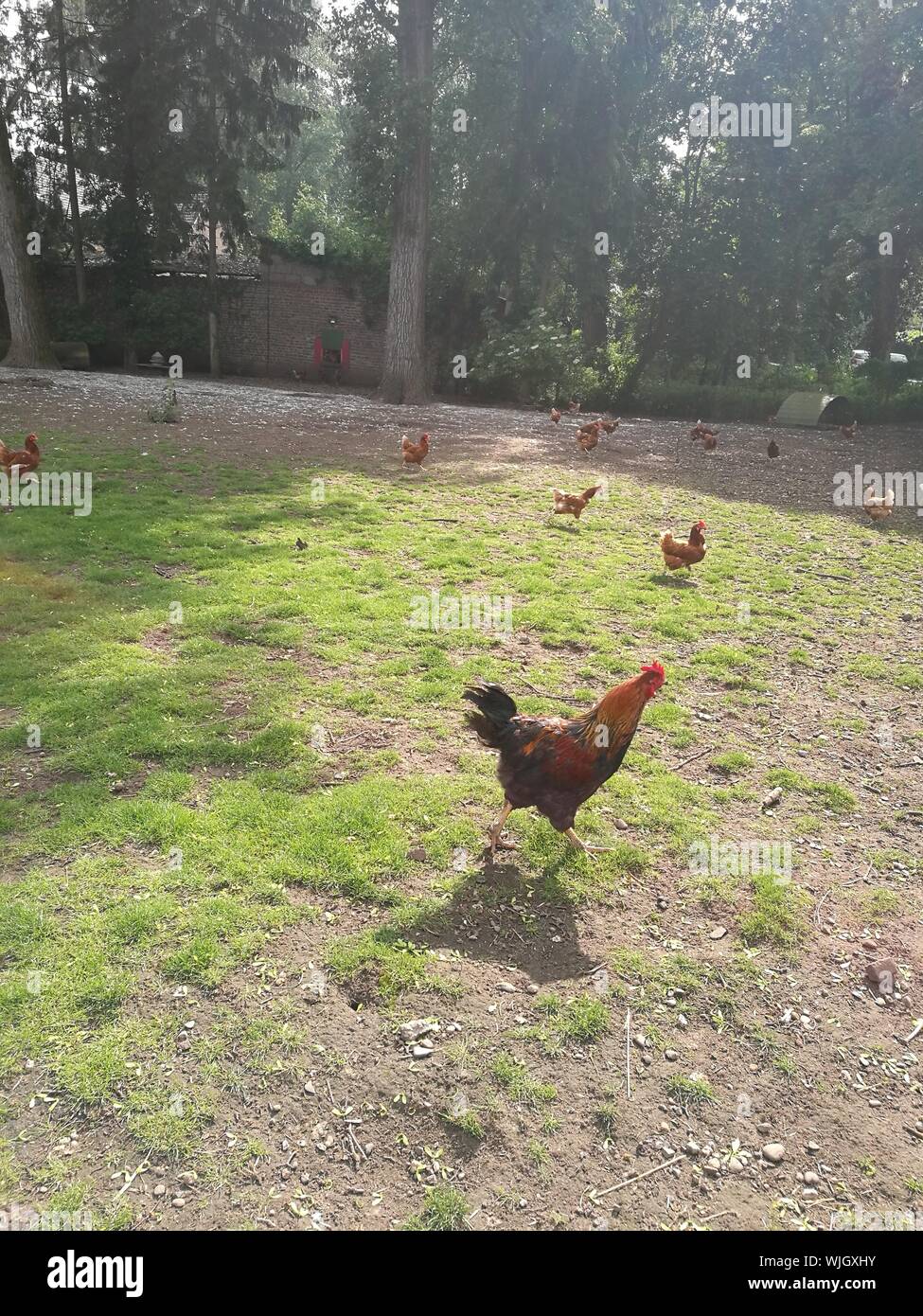 Running chicken hi-res stock photography and images - Alamy