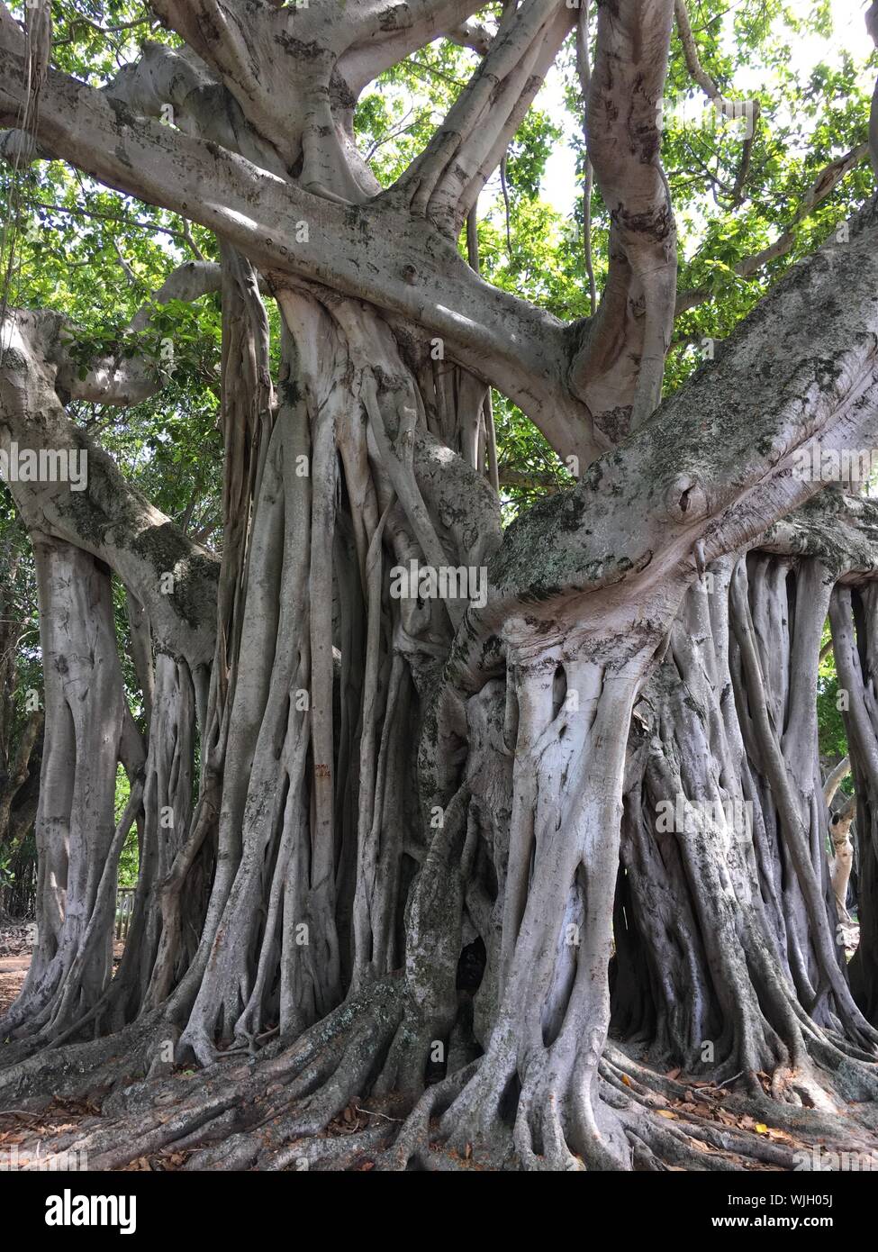 Tree with roots growing up trunk hi-res stock photography and images ...