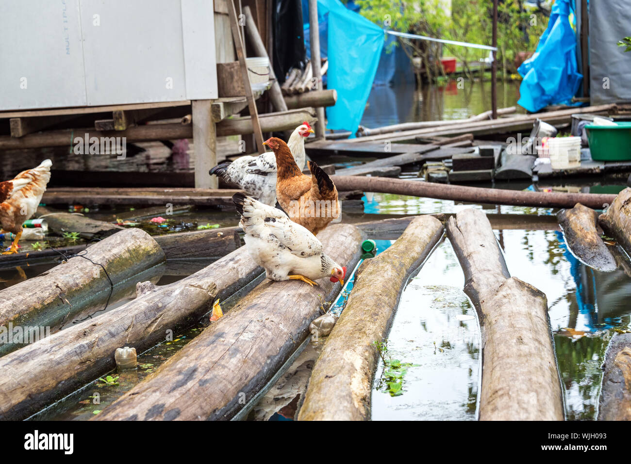 River Chickens High Resolution Stock Photography and Images - Alamy