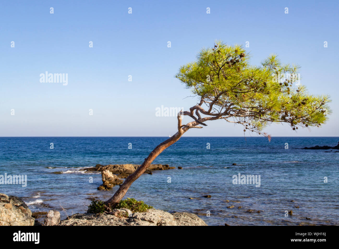 Tree growing out of rock hi-res stock photography and images - Alamy