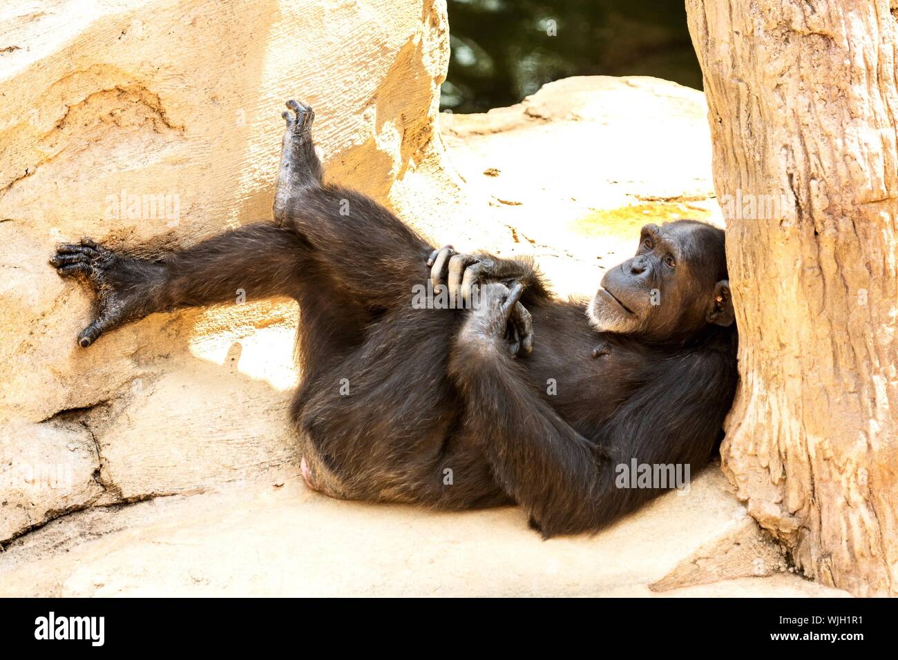 Chimpanzee lying hi-res stock photography and images - Alamy