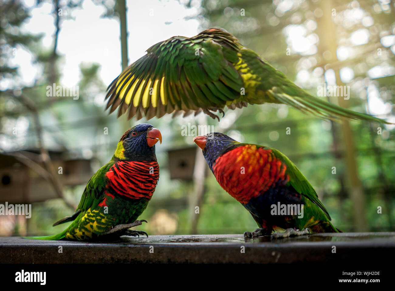 Three Parrots High Resolution Stock Photography and Images - Alamy