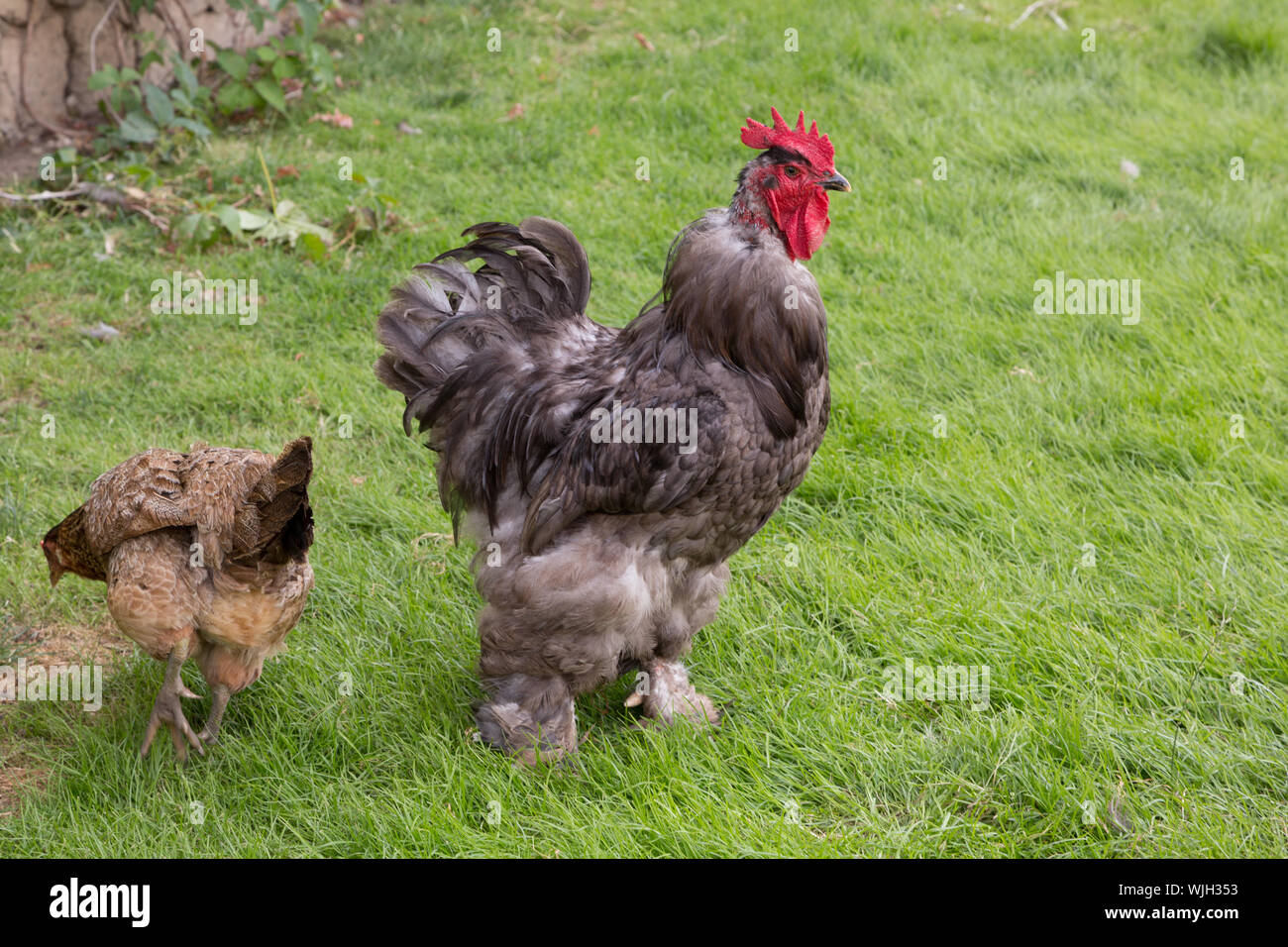 12th century hens castle hi-res stock photography and images - Alamy