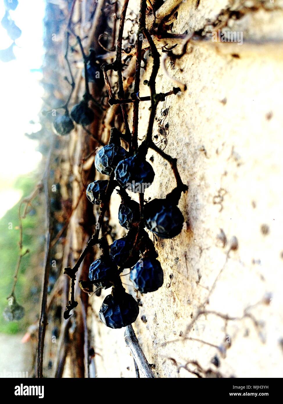 Shriveled berries hi-res stock photography and images - Alamy