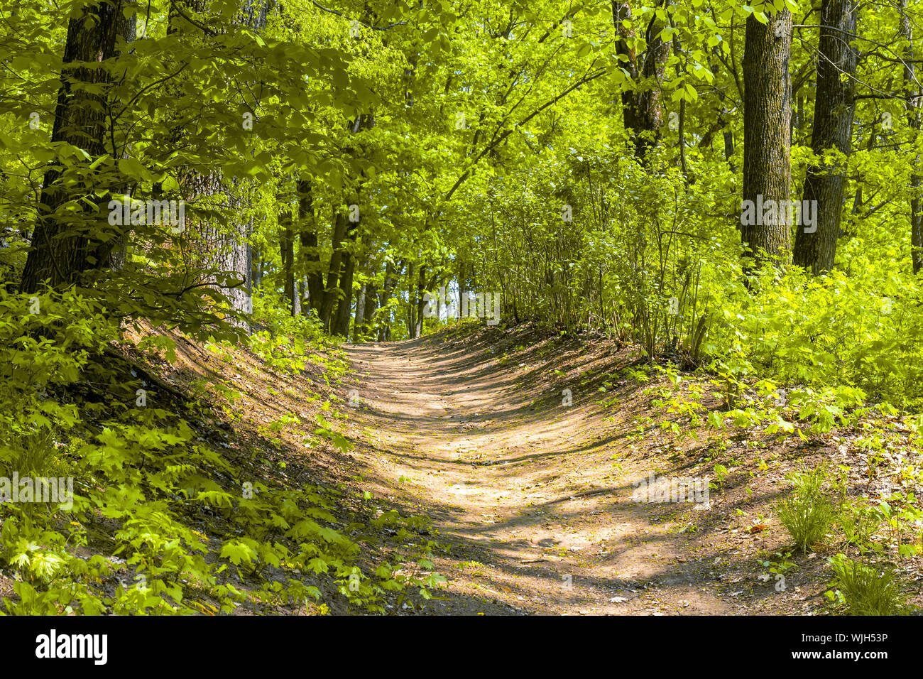 Landscape with the forest pathway Stock Photo - Alamy