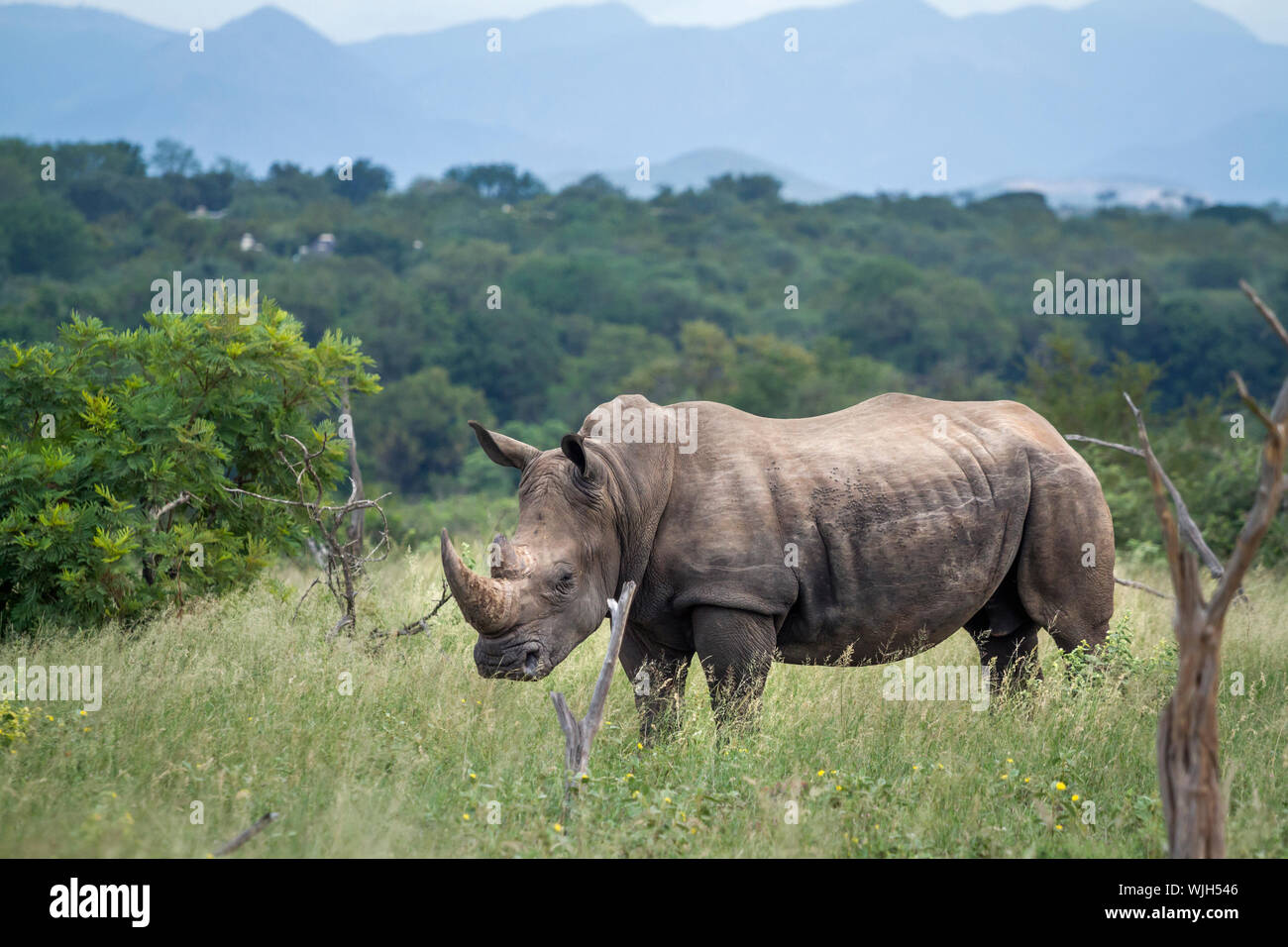 Southern white rhinoceros in green savannah in Kruger National park ...