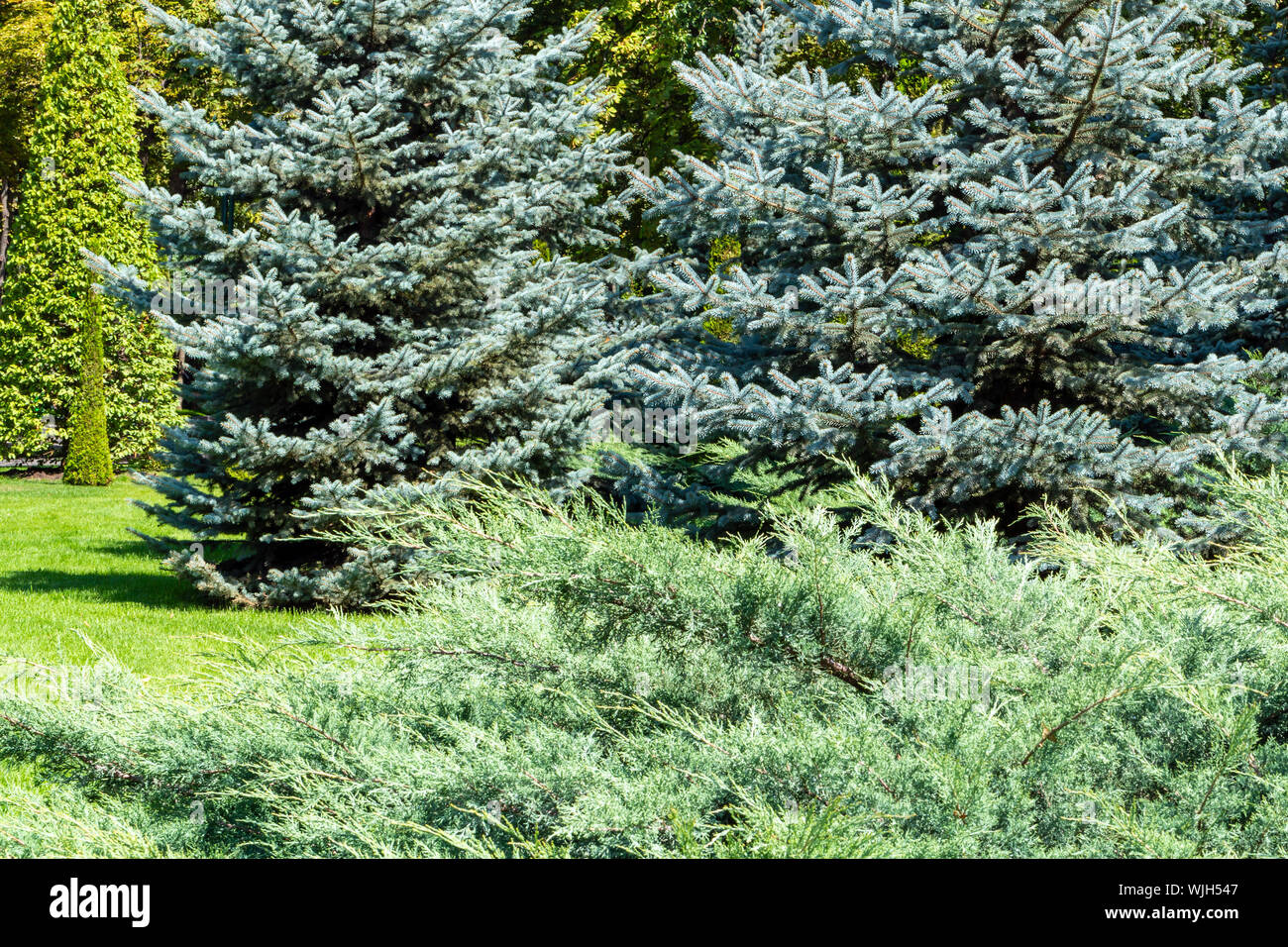 Nature background with evergreen conifer trees Stock Photo - Alamy