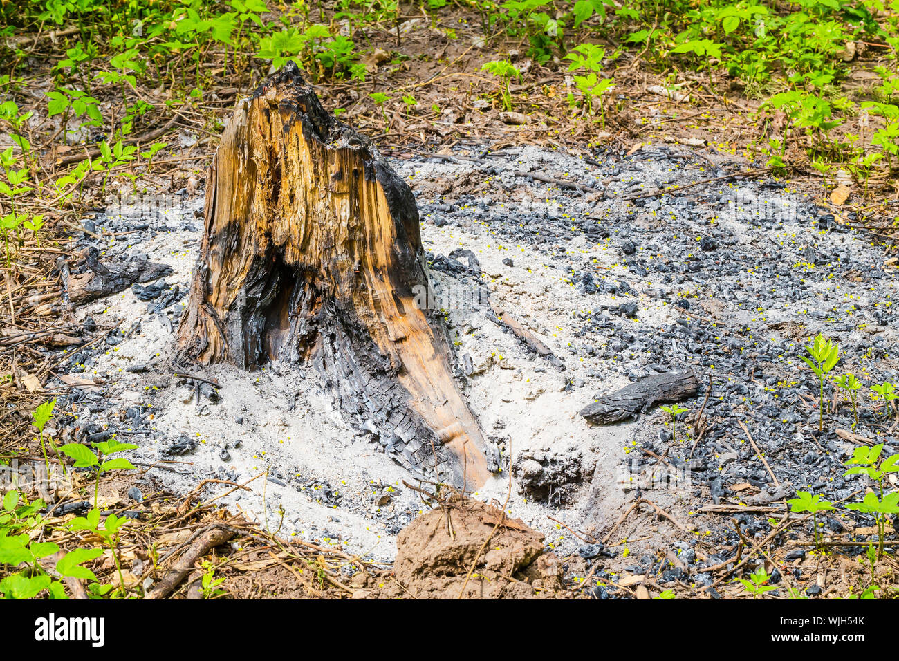 Landscape with burnt tree stump Stock Photo - Alamy