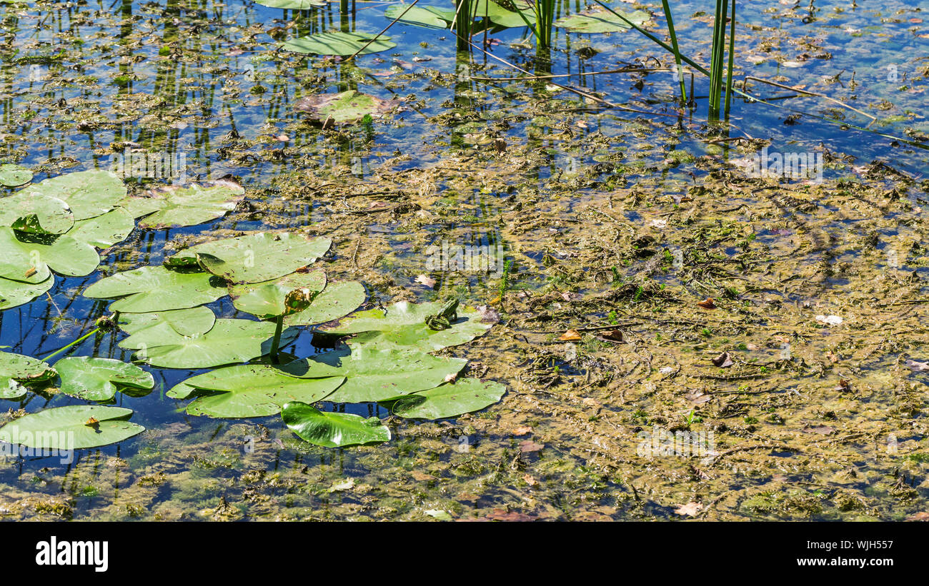 Landscape with the bog surface Stock Photo - Alamy