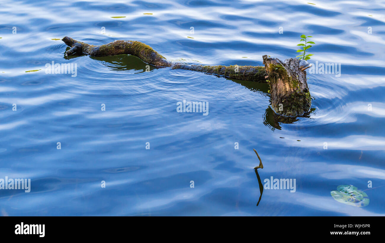 Landscape with the log and water surface Stock Photo - Alamy