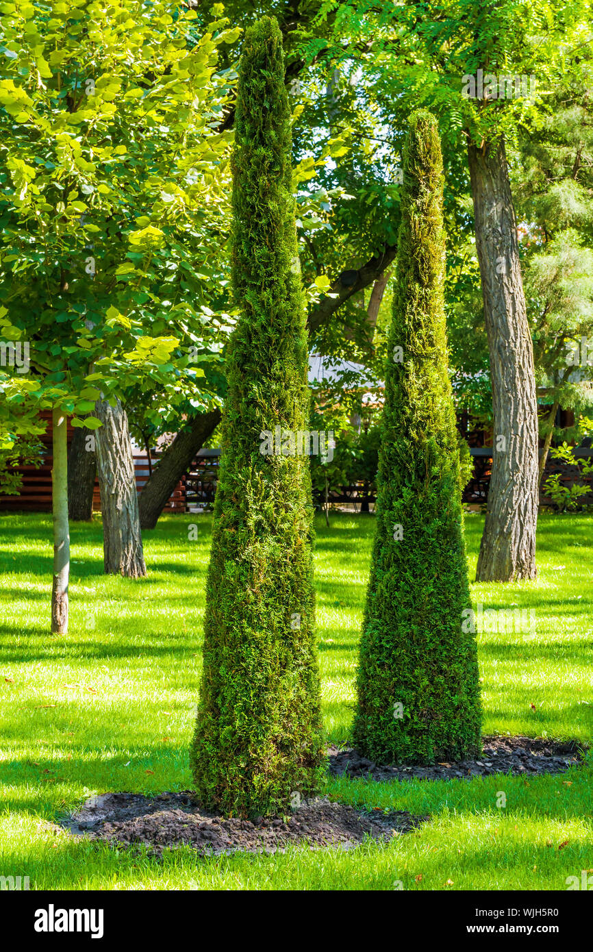 Landscape with vertical thuja trees Stock Photo - Alamy