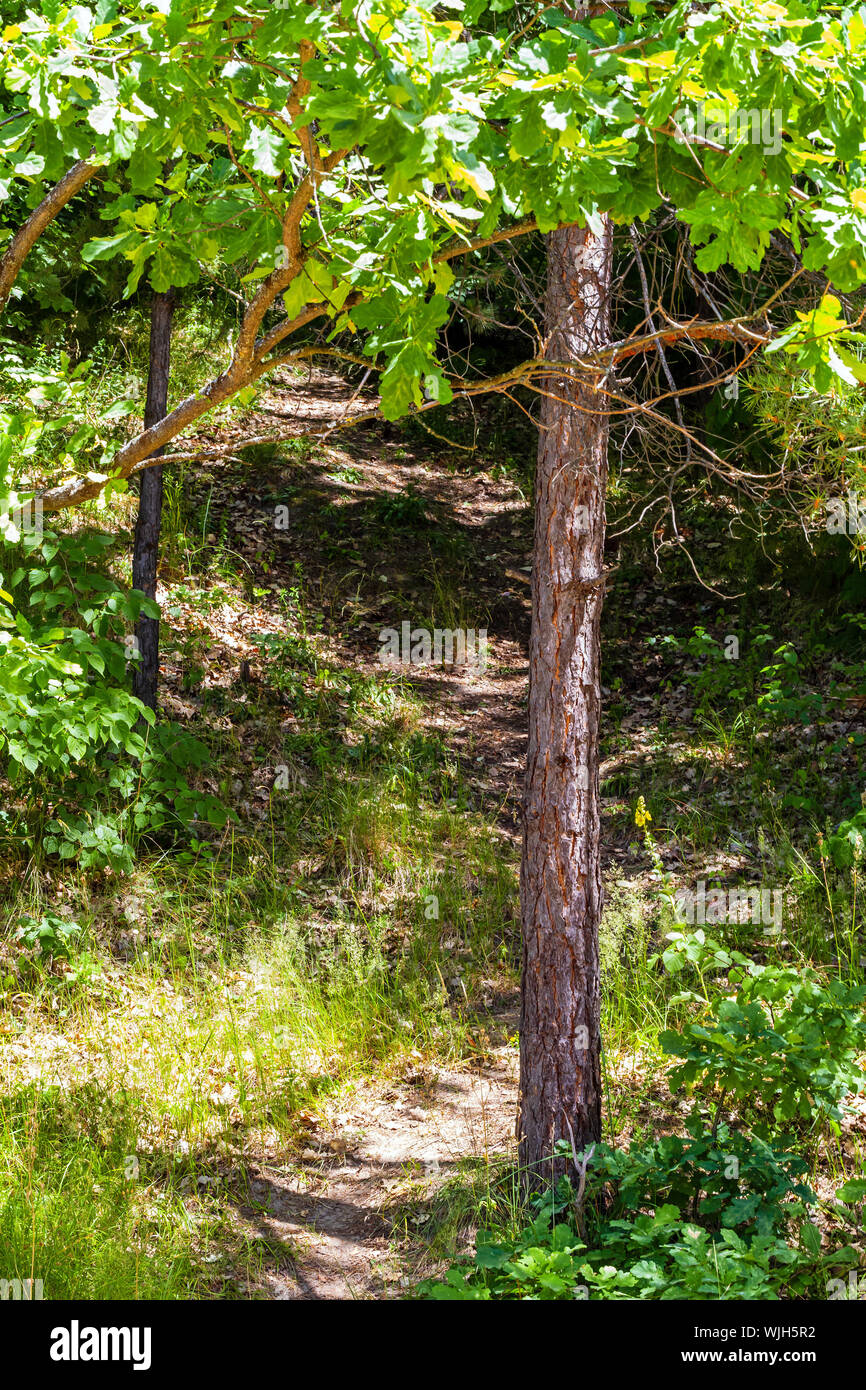 Landscape with the forest path and trees Stock Photo - Alamy
