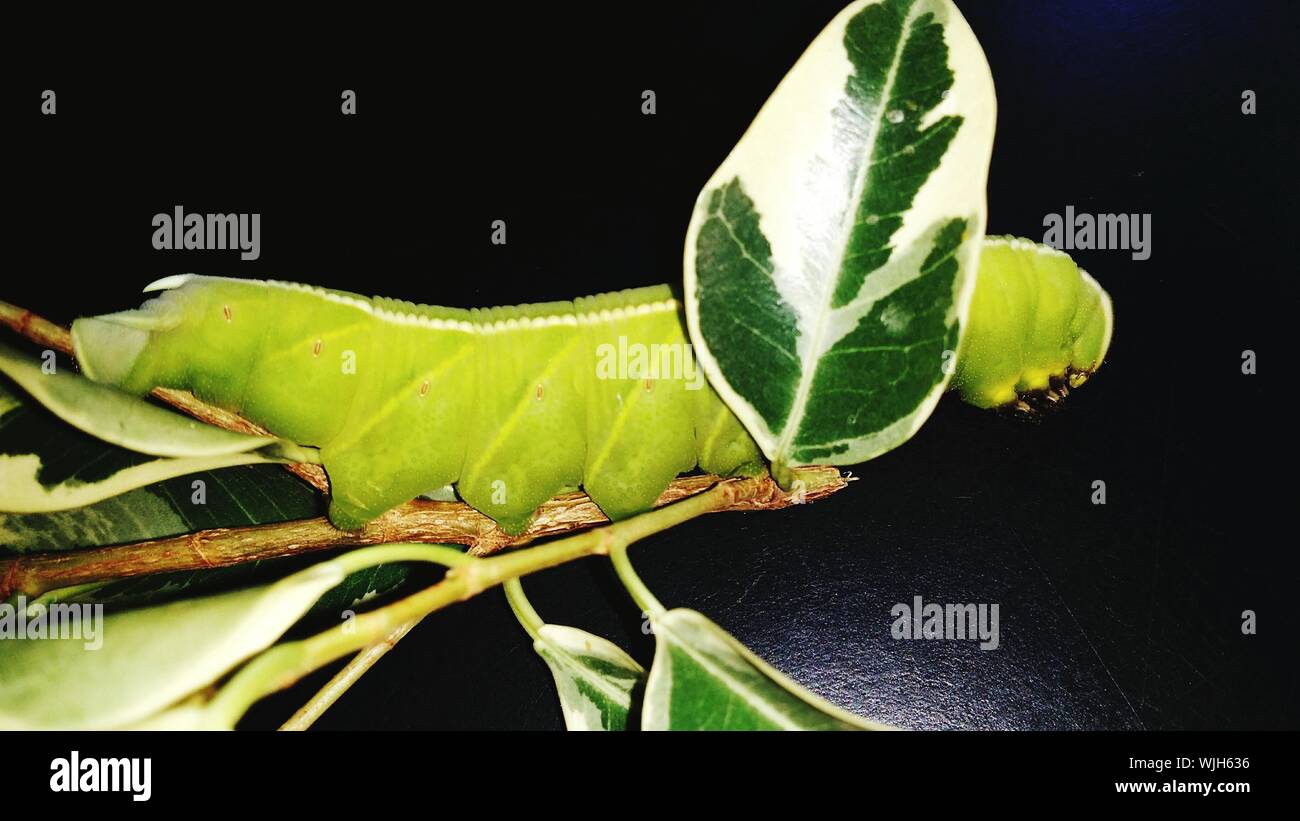 Silkworm High Resolution Stock Photography and Images - Alamy