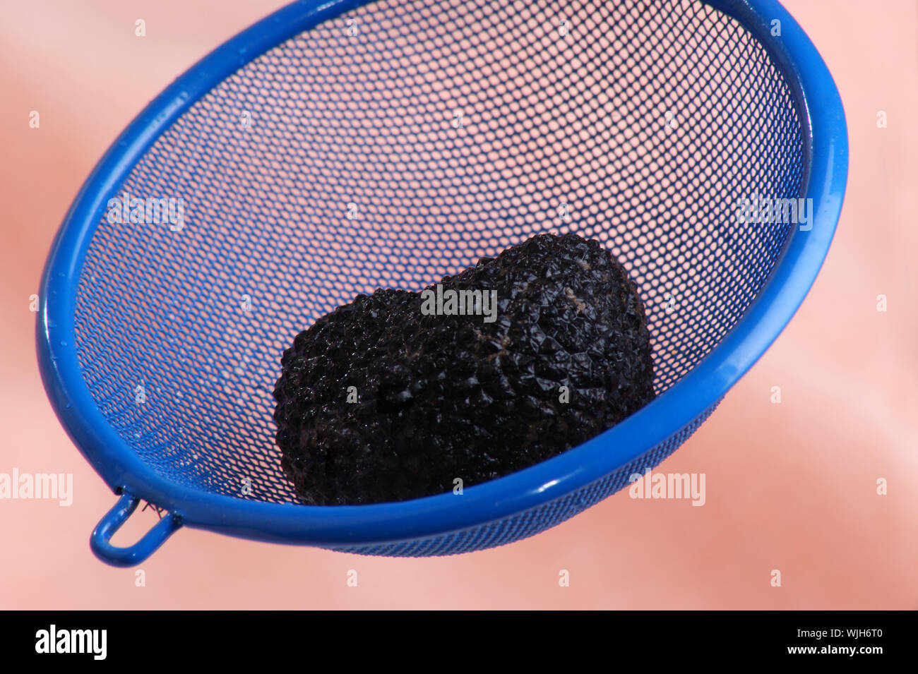 one wet organic summer truffle after cleaning Stock Photo - Alamy