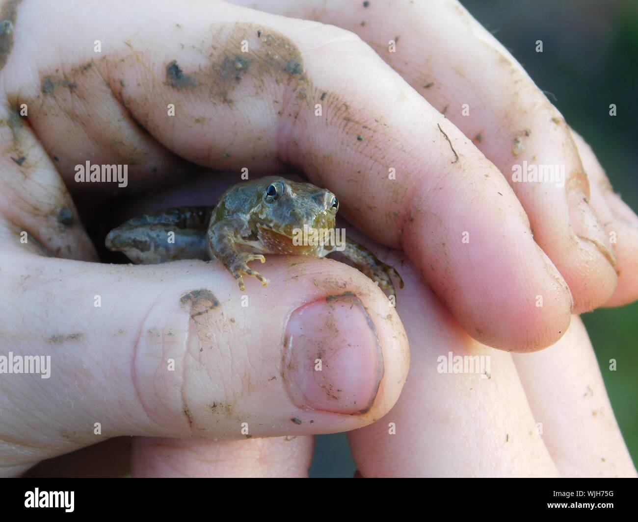 Frog holding hands hi-res stock photography and images - Alamy