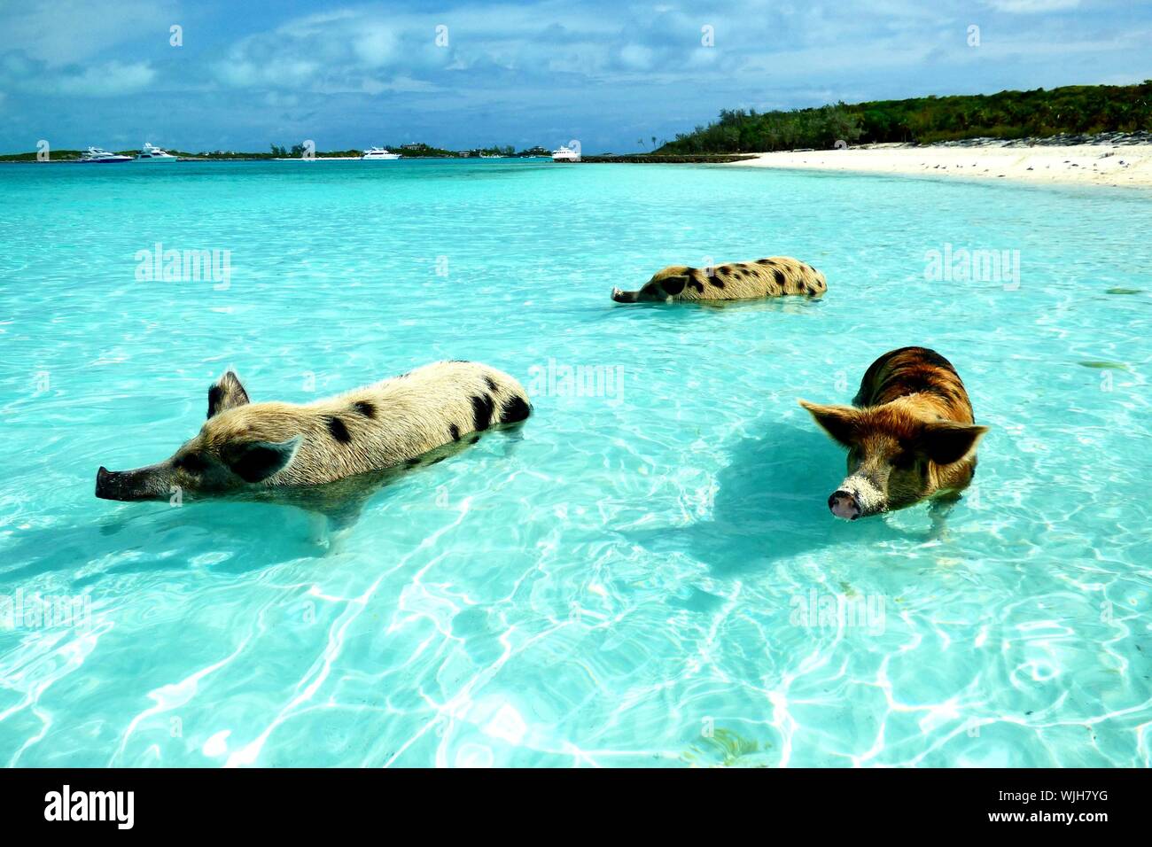 Swimming pigs hi-res stock photography and images - Alamy