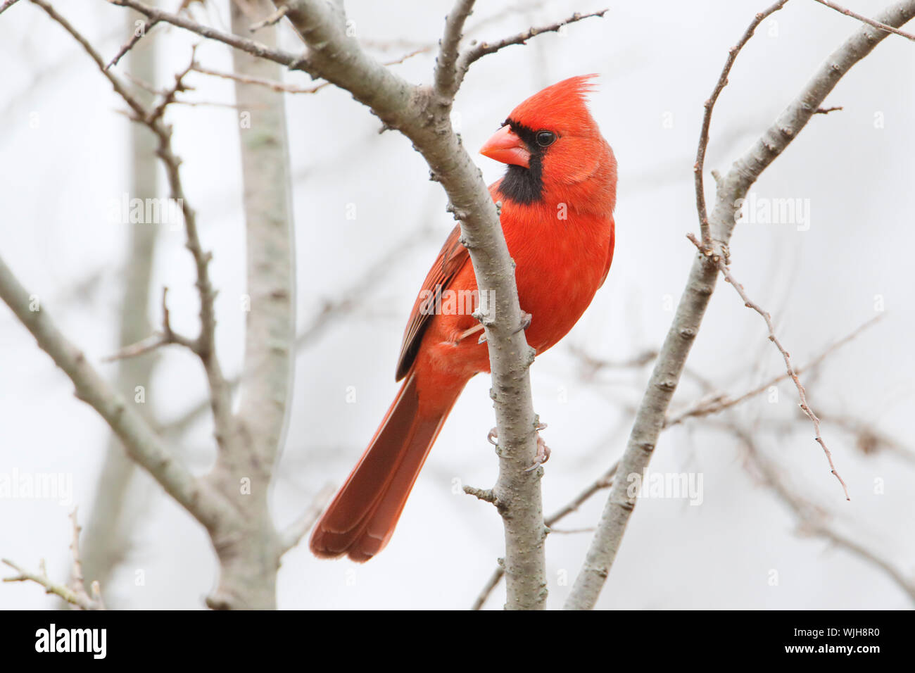 orthern cardinal (Cardinalis cardinalis) on branch at Jamaica Bay NWR ...