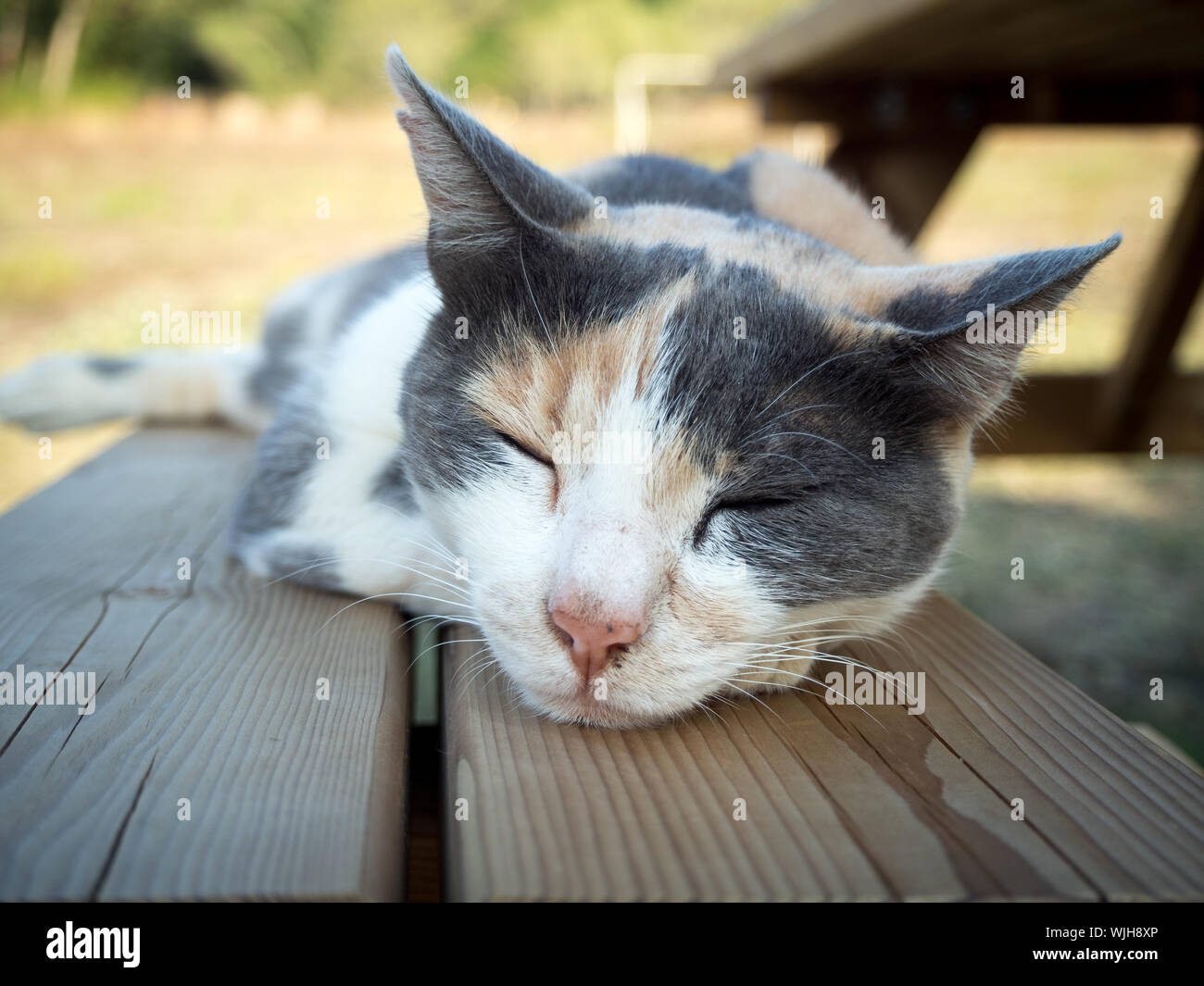 cat sleeping on a bench Stock Photo - Alamy