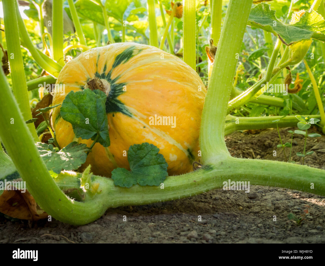 Pumpkin in the sun in an ecological orchard Stock Photo - Alamy