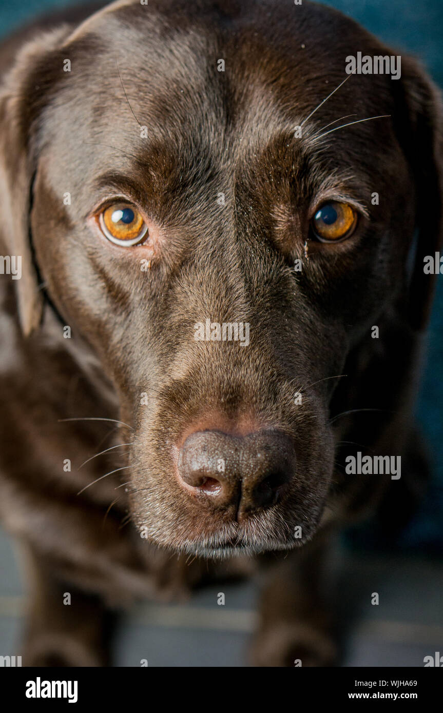 Portrait of chocolate labrador hi-res stock photography and images - Alamy