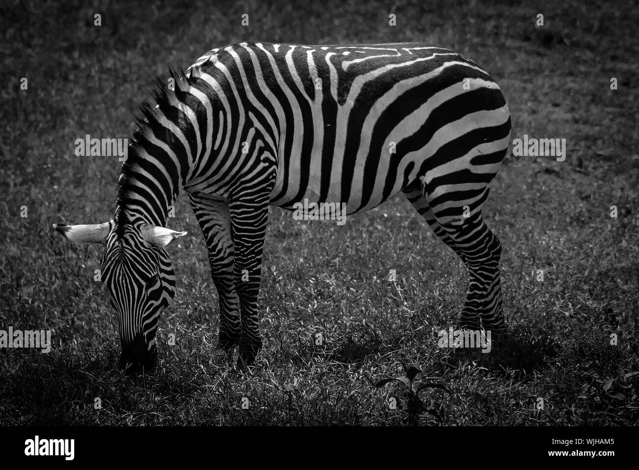 Zebra side view Black and White Stock Photos & Images - Alamy