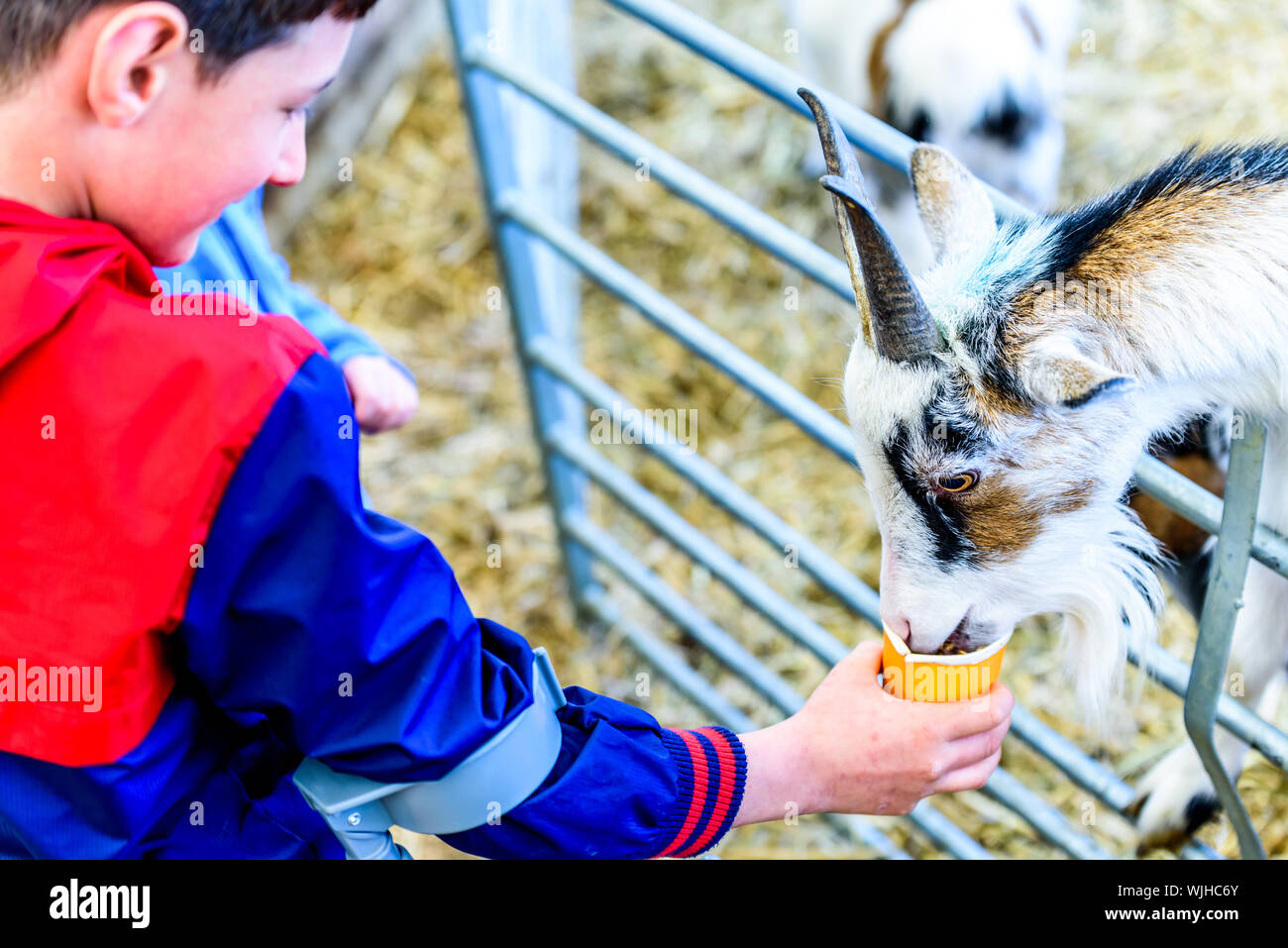 Boy Goat Farm Child Feeding High Resolution Stock Photography and ...