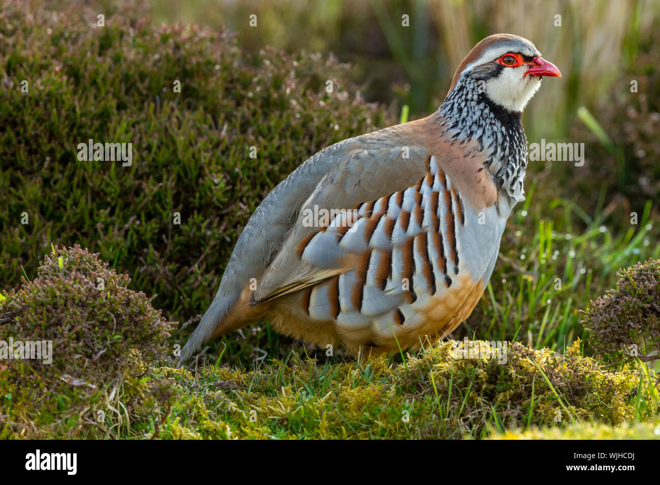 Partridge, (Scientific name: alectoris rufa) red-legged partridge in ...